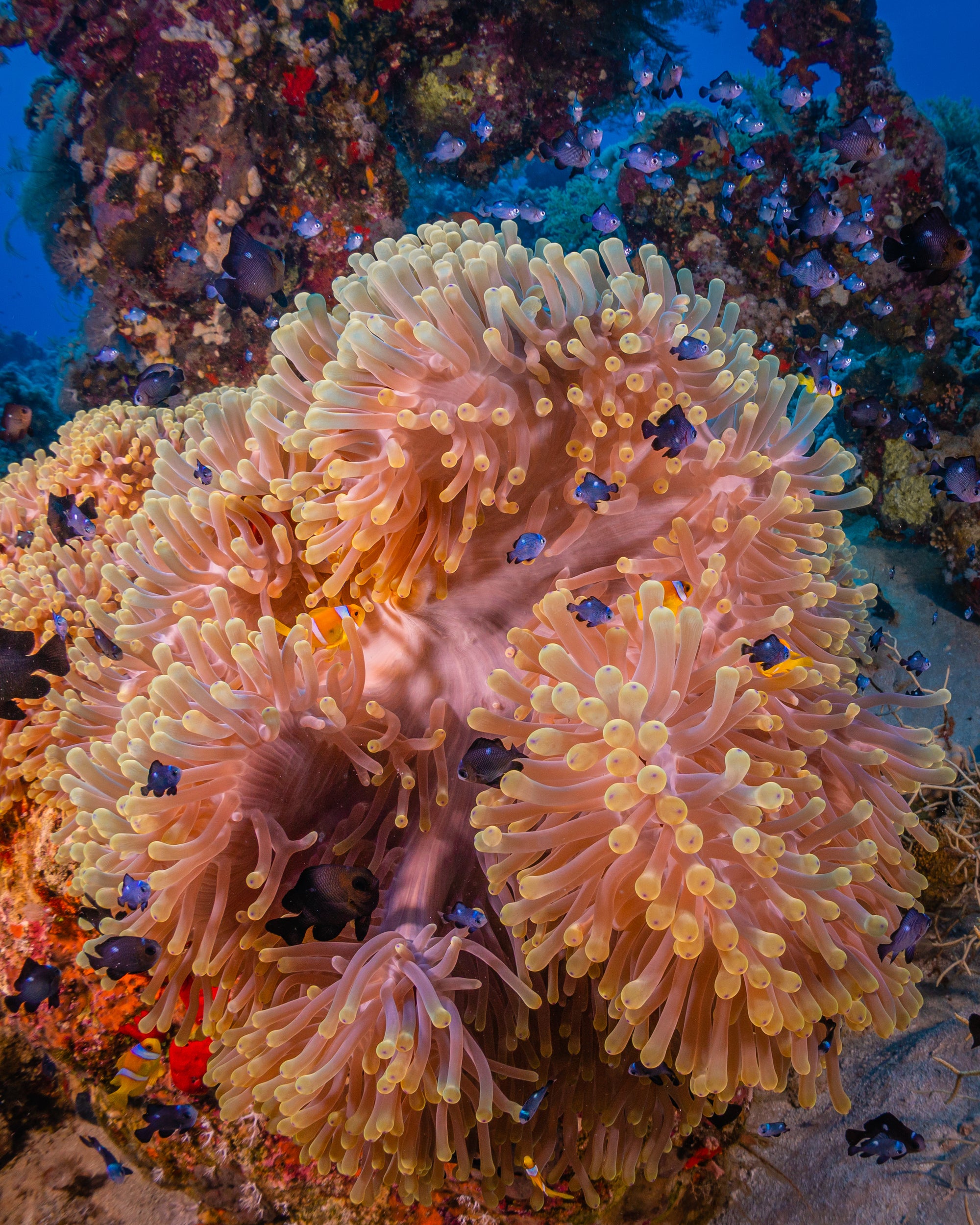 Fishishop, la boutique officielle du site Fishipedia.fr